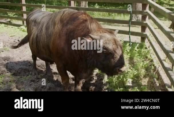 Hybrid cow Stock Videos & Footage - HD and 4K Video Clips - Alamy