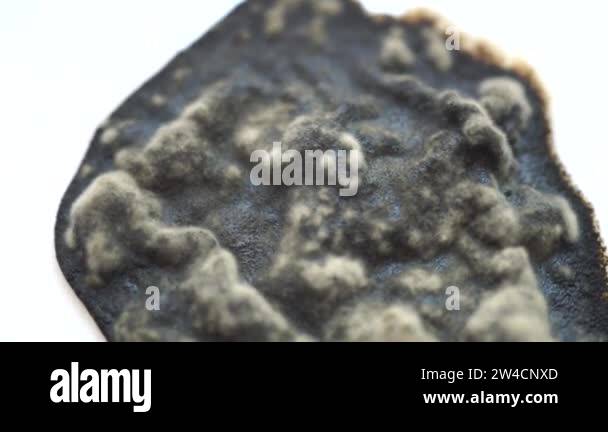 Mould spore Stock Videos & Footage - HD and 4K Video Clips - Alamy