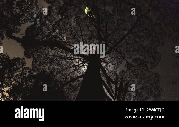 Divide silhouette Stock Videos & Footage - HD and 4K Video Clips - Alamy