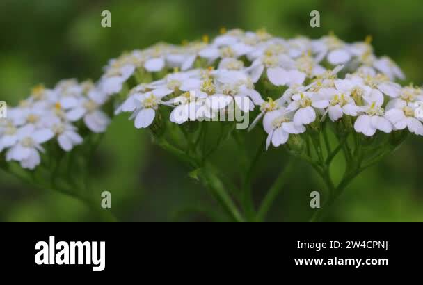 Violet crab Stock Videos & Footage - HD and 4K Video Clips - Alamy