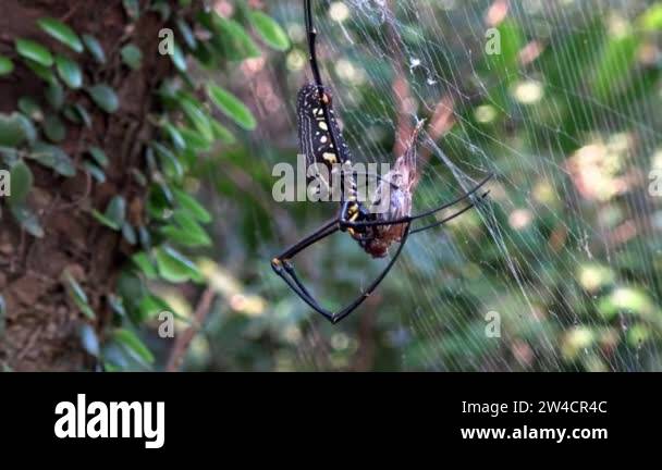 4K, A female giant woods spider with its prey and eating it in forest ...