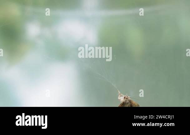 Pardosa spiders Stock Videos & Footage - HD and 4K Video Clips - Alamy