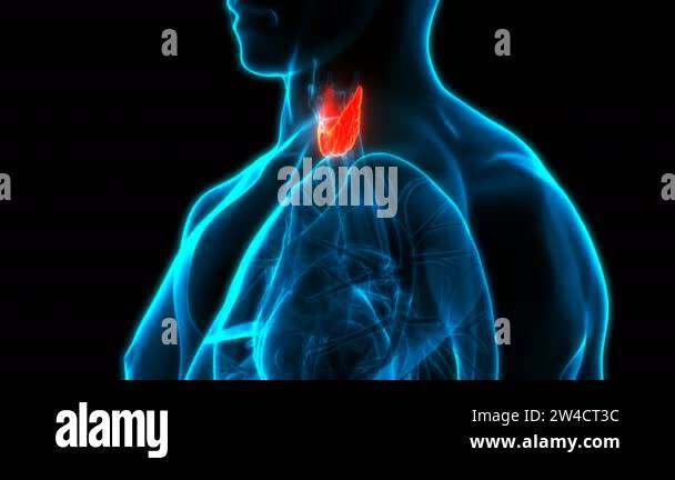 3D Animation Concept of Human Glands Lobes of Thyroid Gland Anatomy ...