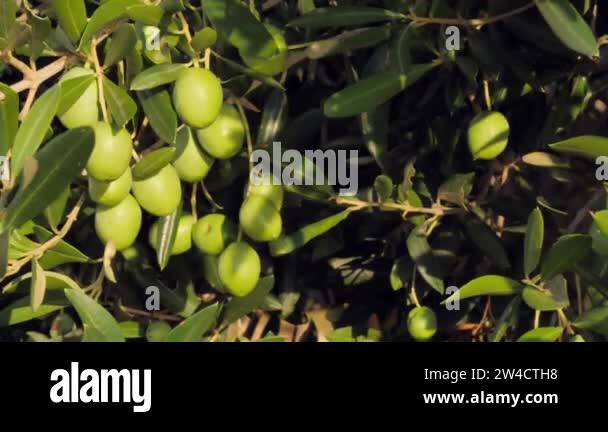 Olive tree sunset sun Stock Videos & Footage - HD and 4K Video Clips ...