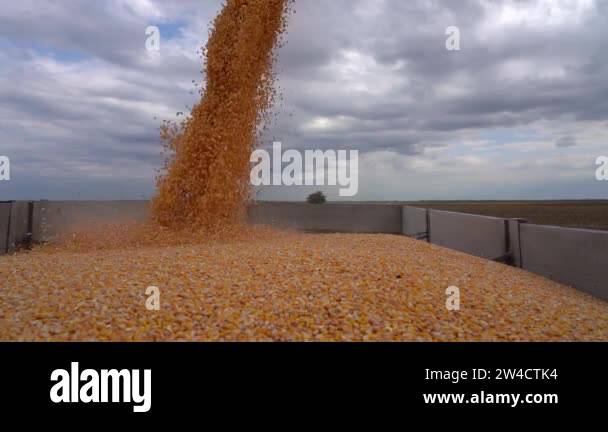 Harvester Unloading Grains Against Overcast Sky. Corn Falling from ...