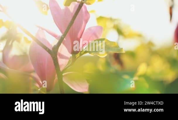 Magnolia tree blossoms. SLOW MOTION. Lens Flare. Filmed in 4K DCi ...