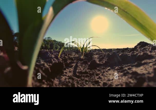 Corn growing. young green corn. close-up. Corn seedlings are growing in ...