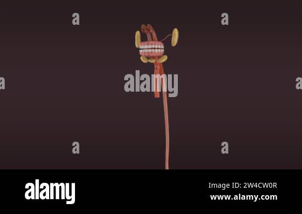 Anatomy human digestive system Stock Videos & Footage - HD and 4K Video ...