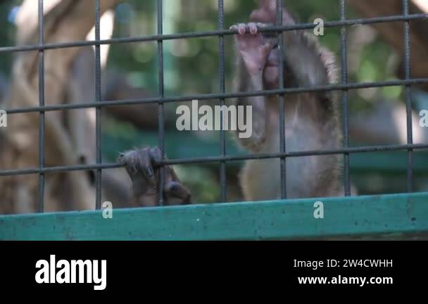 Kid monkey and its mother creeping up a metallic net fence in a zoo in ...