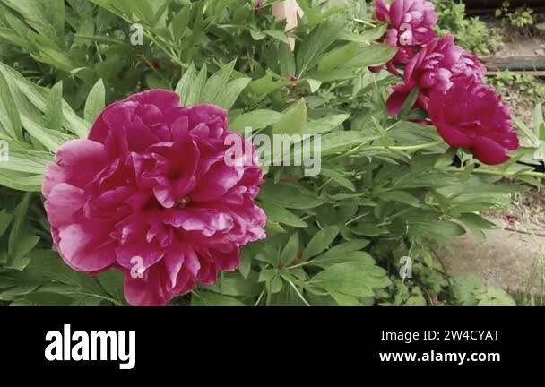 Red-pink peonies in the wind. Beautiful large peony flowers against a ...