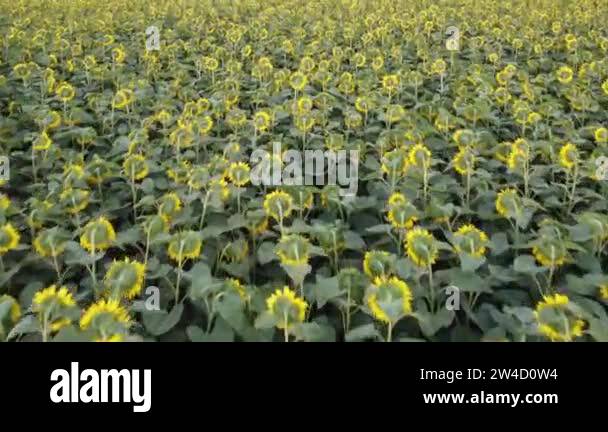 Rows of sunflower crops, excellent growth, top view, flying a quadcopter over agricultural land ...