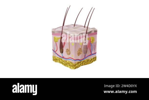 3d animation of stylized detailed inner composition of a square of skin ...