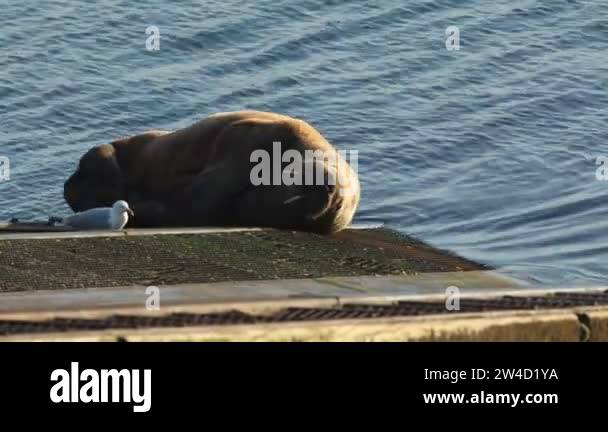 Tenby lifeboat station Stock Videos & Footage - HD and 4K Video Clips ...