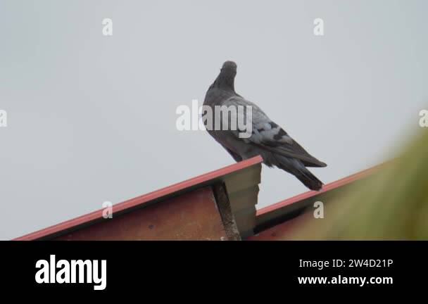 Roft Stock Videos & Footage - HD and 4K Video Clips - Alamy