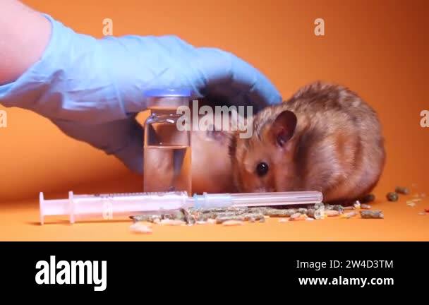 Tests on mice Stock Videos & Footage - HD and 4K Video Clips - Alamy