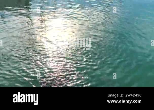 Footage of light reflection on a water surface with flocks of passing ...