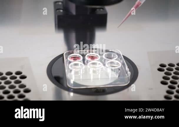 Close-up of filigree laboratory manipulation, moving of embryo from ...