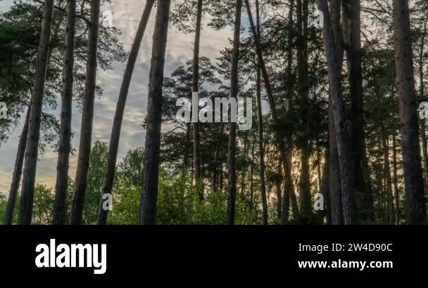 Green Forest. Pine Trees Fairy Forest. Trees pattern. Camera movement ...