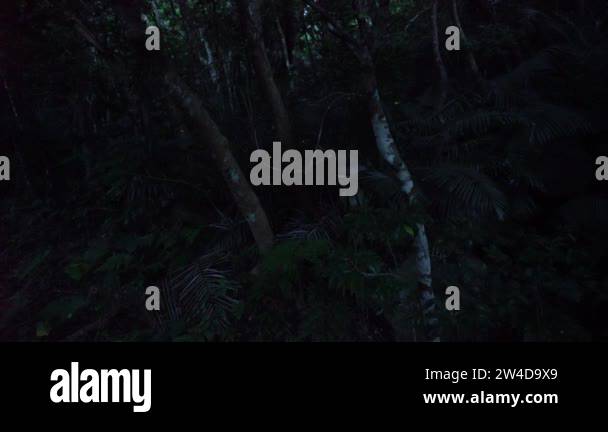 Okinawa,Japan - May 21, 2021: Glow of Yaeyama Hime fireflies at ...