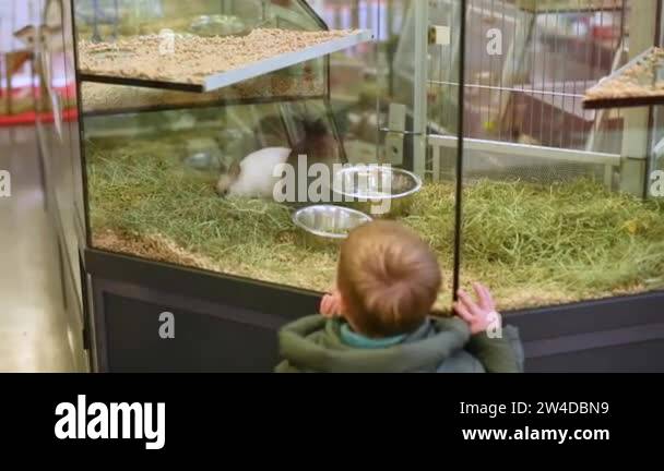 Buying a rabbit Stock Videos & Footage - HD and 4K Video Clips - Alamy