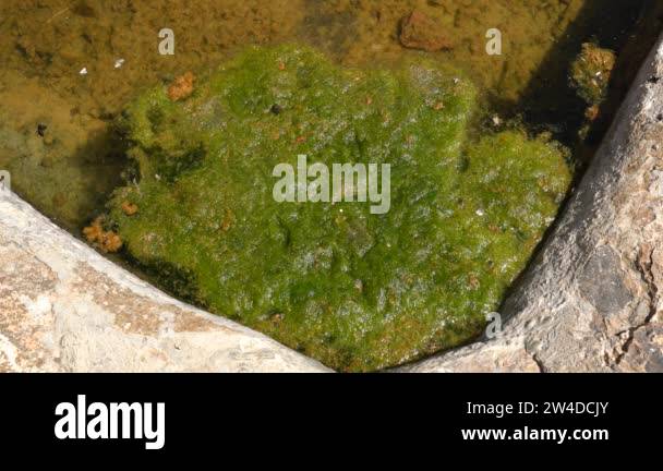 Algae insects Stock Videos & Footage - HD and 4K Video Clips - Alamy