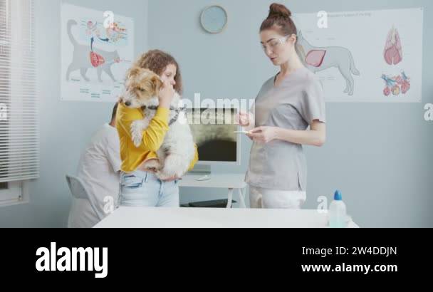 Beautiful female doctor veterinarian Stock Videos & Footage - HD and 4K ...