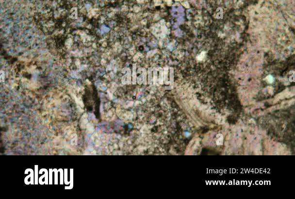 Microscopic fossils Stock Videos & Footage - HD and 4K Video Clips - Alamy