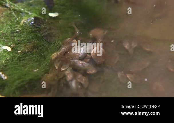 School pond Stock Videos & Footage - HD and 4K Video Clips - Alamy