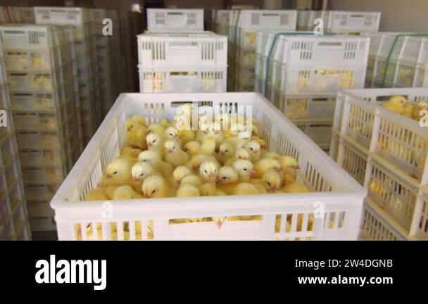 Poultry and chicken breeding. Little chickens in containers for ...