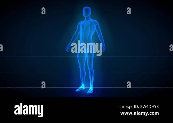 3 different 3D seamless looping animations in 1, male body - x-ray scan ...