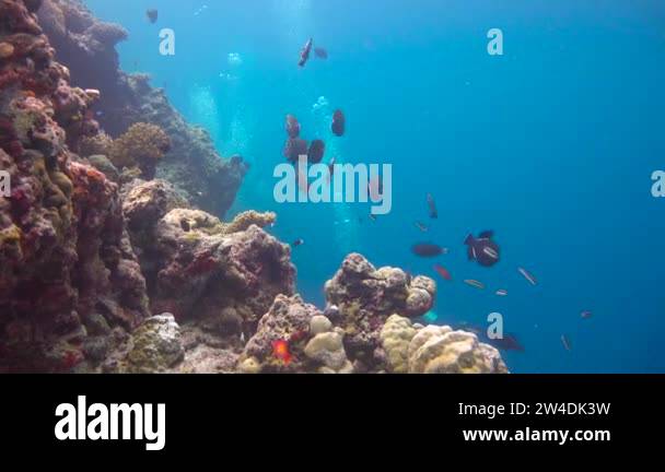 A flock of Pakistani butterfly fish. Exciting diving on the reefs of ...