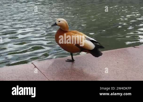 Ground duck Stock Videos & Footage - HD and 4K Video Clips - Alamy