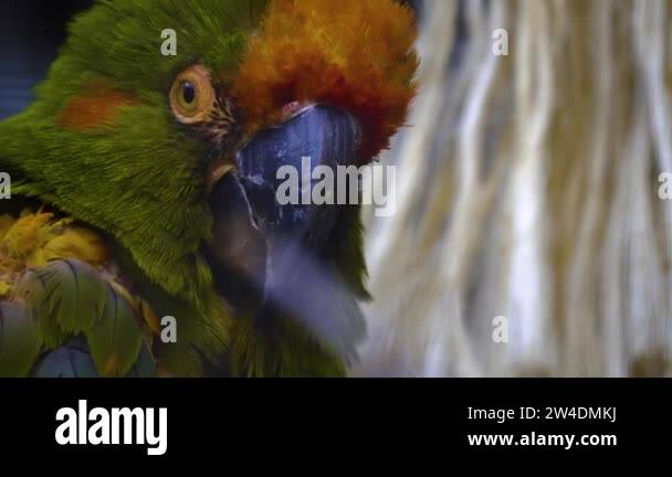 Parrot head Stock Videos & Footage - HD and 4K Video Clips - Alamy