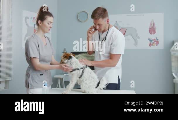 Female dog at vets Stock Videos & Footage - HD and 4K Video Clips - Alamy