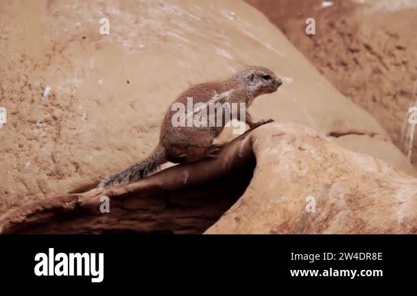 Gopher sitting Stock Videos & Footage - HD and 4K Video Clips - Alamy