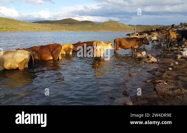 A herd of cows drinking water from the lake. Cattle. Mammals on the ...