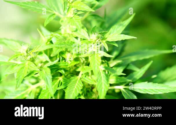 Almost ripe cannabis plant - hemp - in 4K VIDEO. Blooming female ...