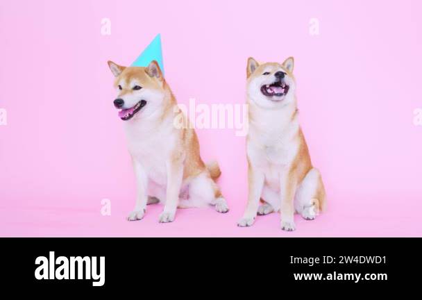 Shiba inu dogs Stock Videos & Footage - HD and 4K Video Clips - Alamy
