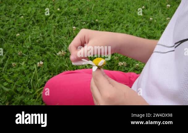 Female hand pluck petal Stock Videos & Footage - HD and 4K Video Clips ...