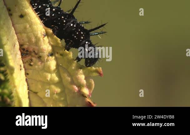 Peacock butterfly larva caterpillar inachis Stock Videos & Footage - HD ...