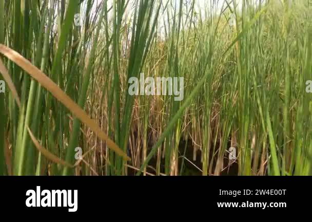 Restored natural water retention reservoirs. Wild wetland with the ...