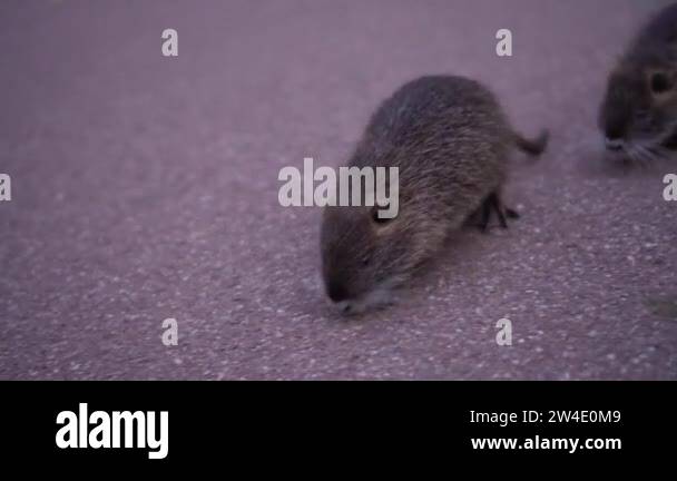 Baby nutria Stock Videos & Footage - HD and 4K Video Clips - Alamy