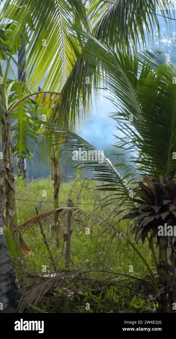 Vertical footage of smog from a fire in a rainforest Stock Video ...