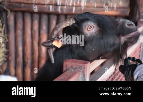 Sheep hands up Stock Videos & Footage - HD and 4K Video Clips - Alamy