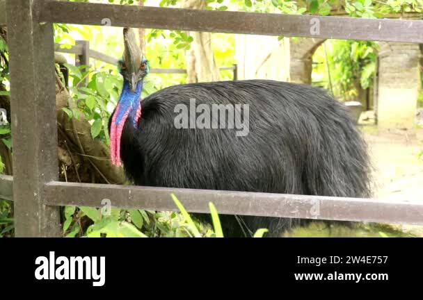 Close up of Southern Cassowary eating food, slow motion, shallow depth ...