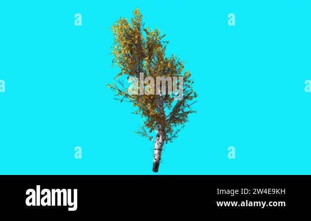 White Birch Chromakey Isolated Tree White Trunk Fluttering Yellow ...