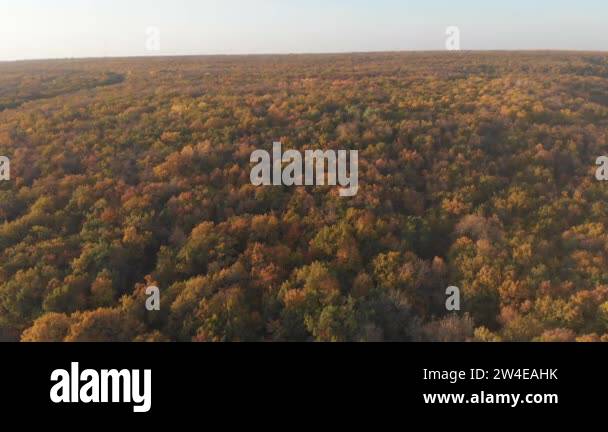 Top down autumn wood. Nature background. Aerial top view of autumn forest with colorful trees ...