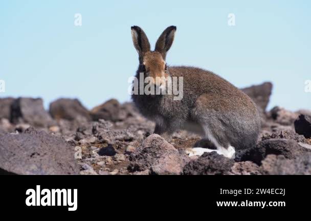 Lepus capensis Stock Videos & Footage - HD and 4K Video Clips - Alamy