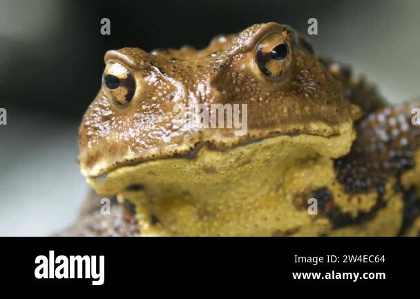 Formosus Stock Videos & Footage - HD and 4K Video Clips - Alamy