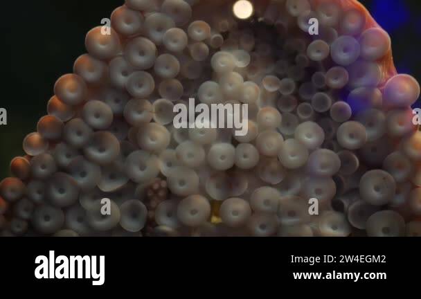 Weird octopus with suckers on arms. Giant squid tentacles macro close ...